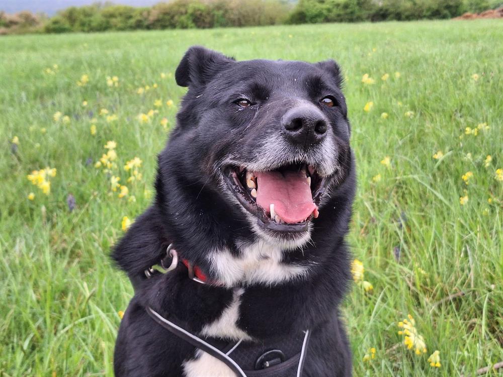 Adopter CHIPIE, Chien - La SPA - Refuge de Thionville