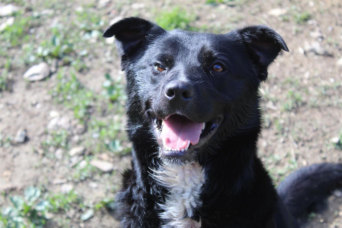 Adopter CHIPIE, Chien - La SPA - Refuge de Thionville