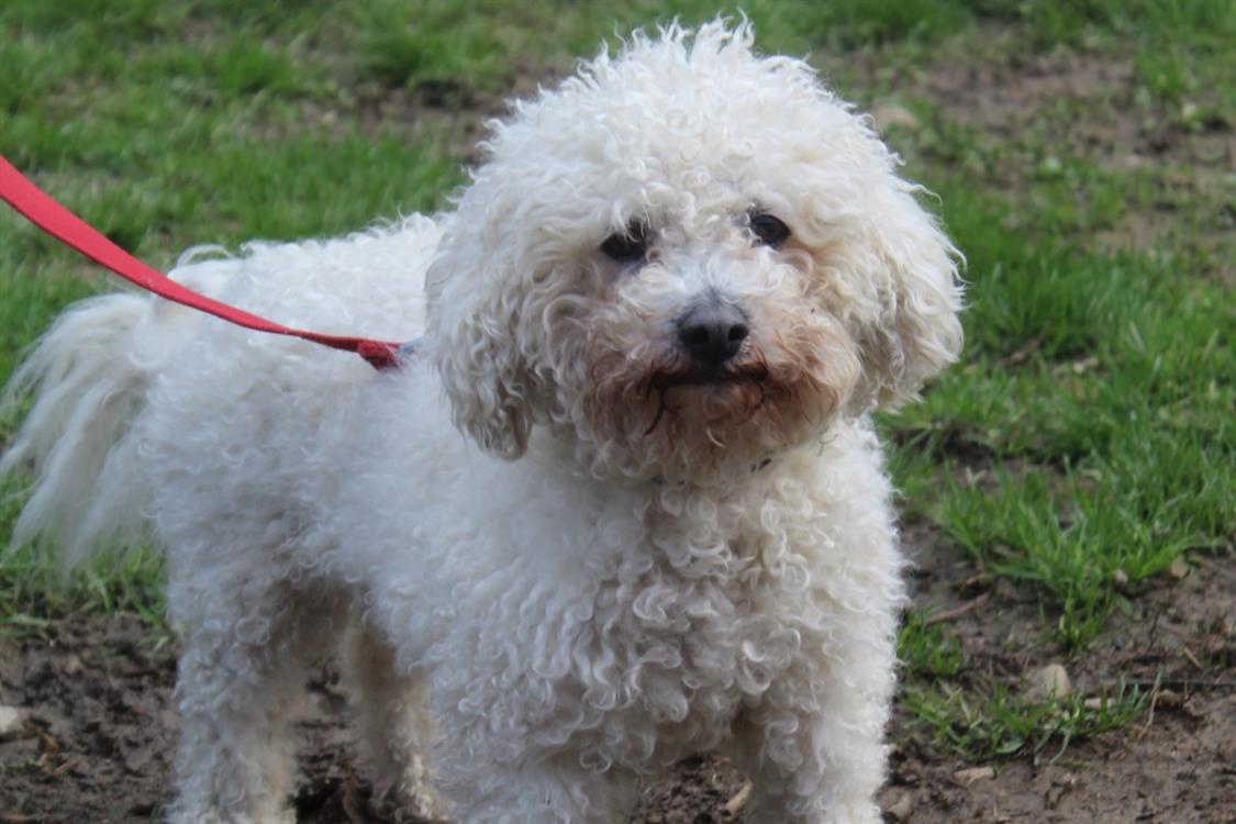 Bichon à adopter à la SPA