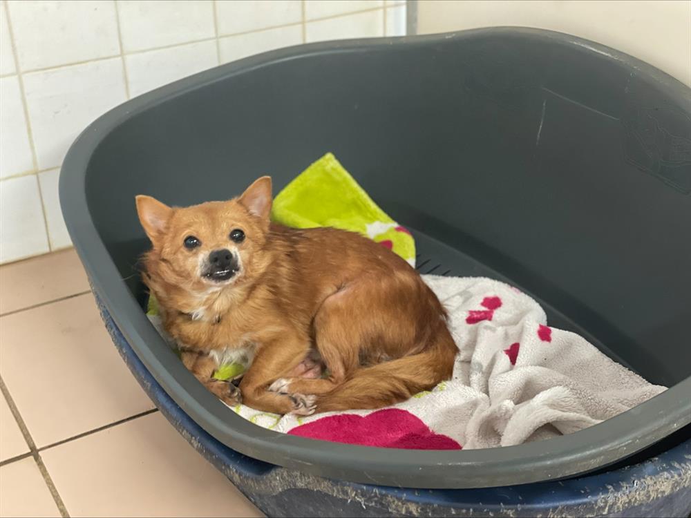 Adopter un Spitz - LA SPA