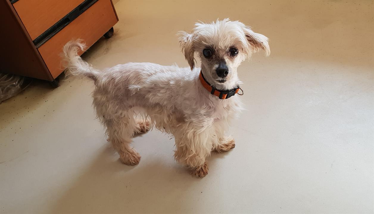 Bichon à adopter à la SPA