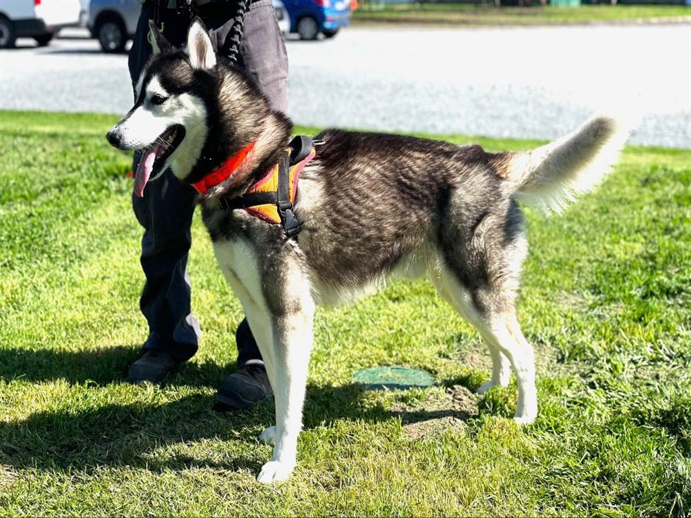 Adopter un husky à la SPA - LA SPA