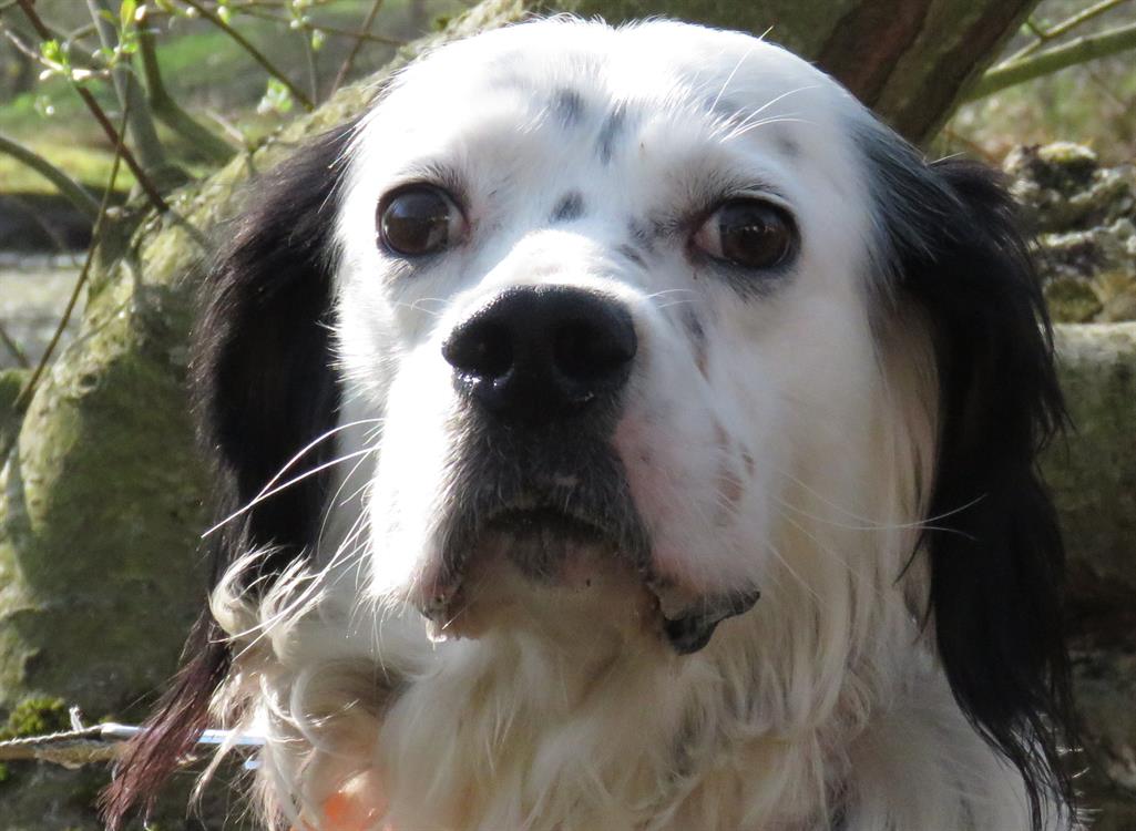 Refuge SPA de Luynes - Tours – 37 –Indre-et-Loire – Adoption