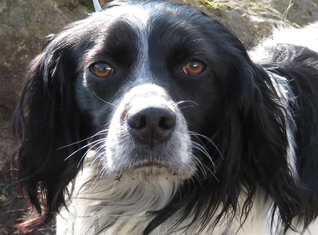 Refuge SPA de Luynes - Tours – 37 –Indre-et-Loire – Adoption