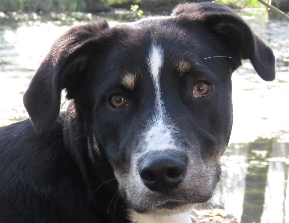 Refuge SPA de Luynes - Tours – 37 –Indre-et-Loire – Adoption