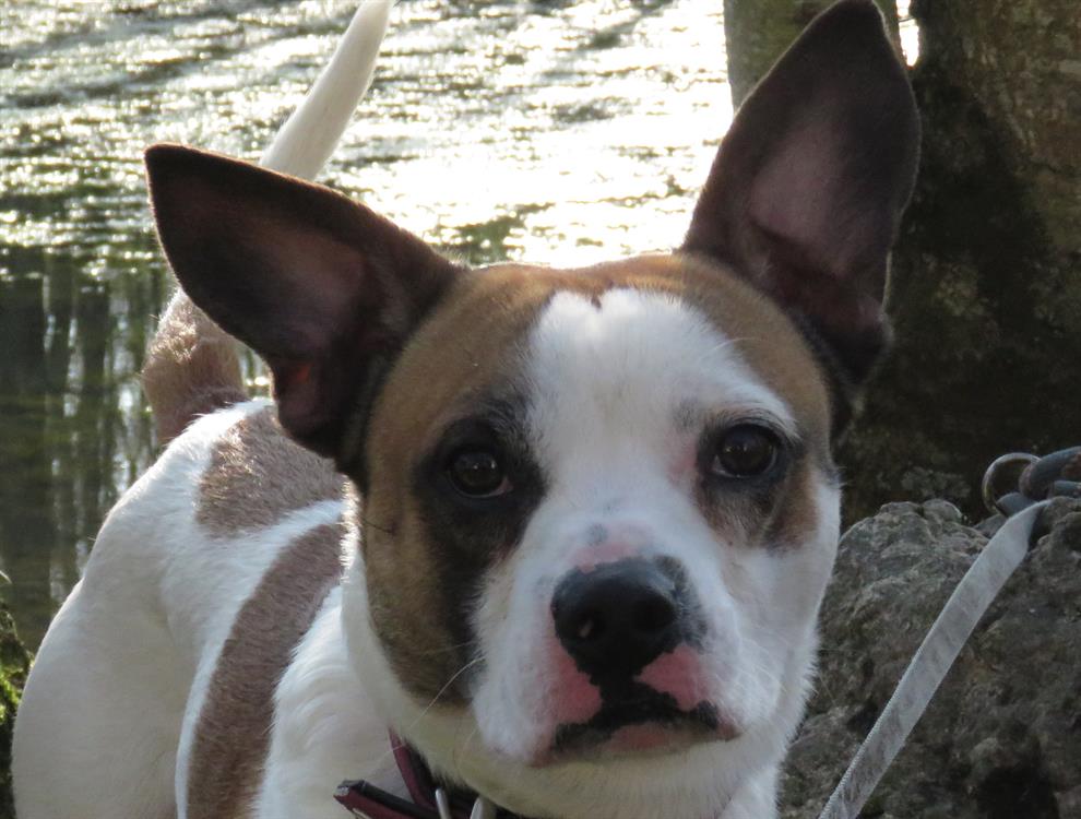 Refuge SPA de Luynes - Tours – 37 –Indre-et-Loire – Adoption