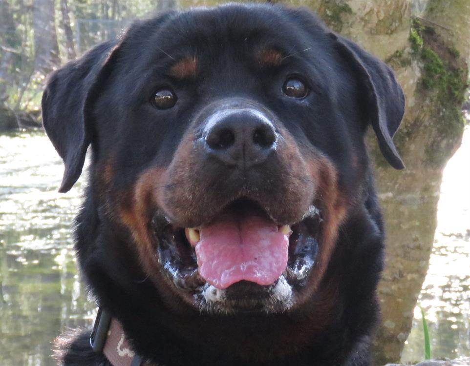 Refuge SPA de Luynes - Tours – 37 –Indre-et-Loire – Adoption