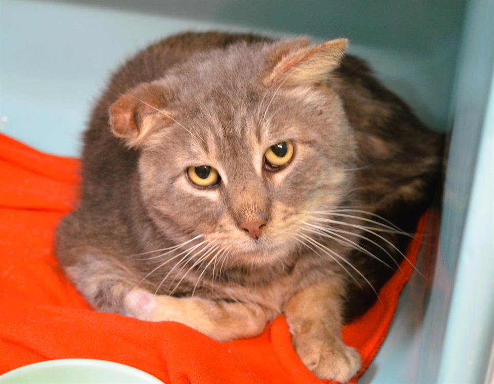 Refuge SPA de Compiègne – 60 – Oise – Adoption