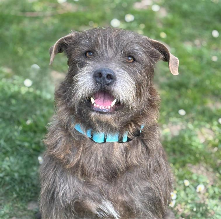 Refuge SPA de Compiègne – 60 – Oise – Adoption