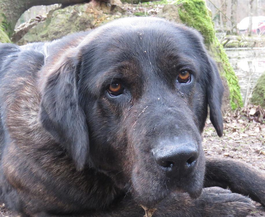 Refuge SPA de Luynes - Tours – 37 –Indre-et-Loire – Adoption