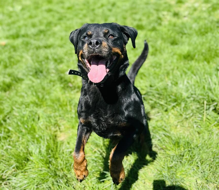 Adopter un Rottweiler - LA SPA