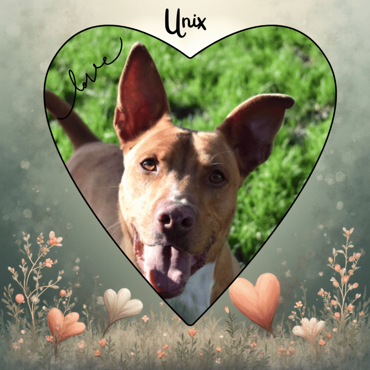 Adopter UNIX, Chien - La SPA - Refuge de Pornic – Saint-Père en Retz