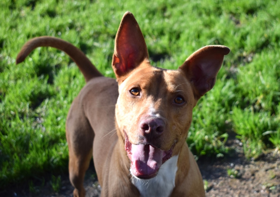 Adopter UNIX, Chien - La SPA - Refuge de Pornic – Saint-Père en Retz