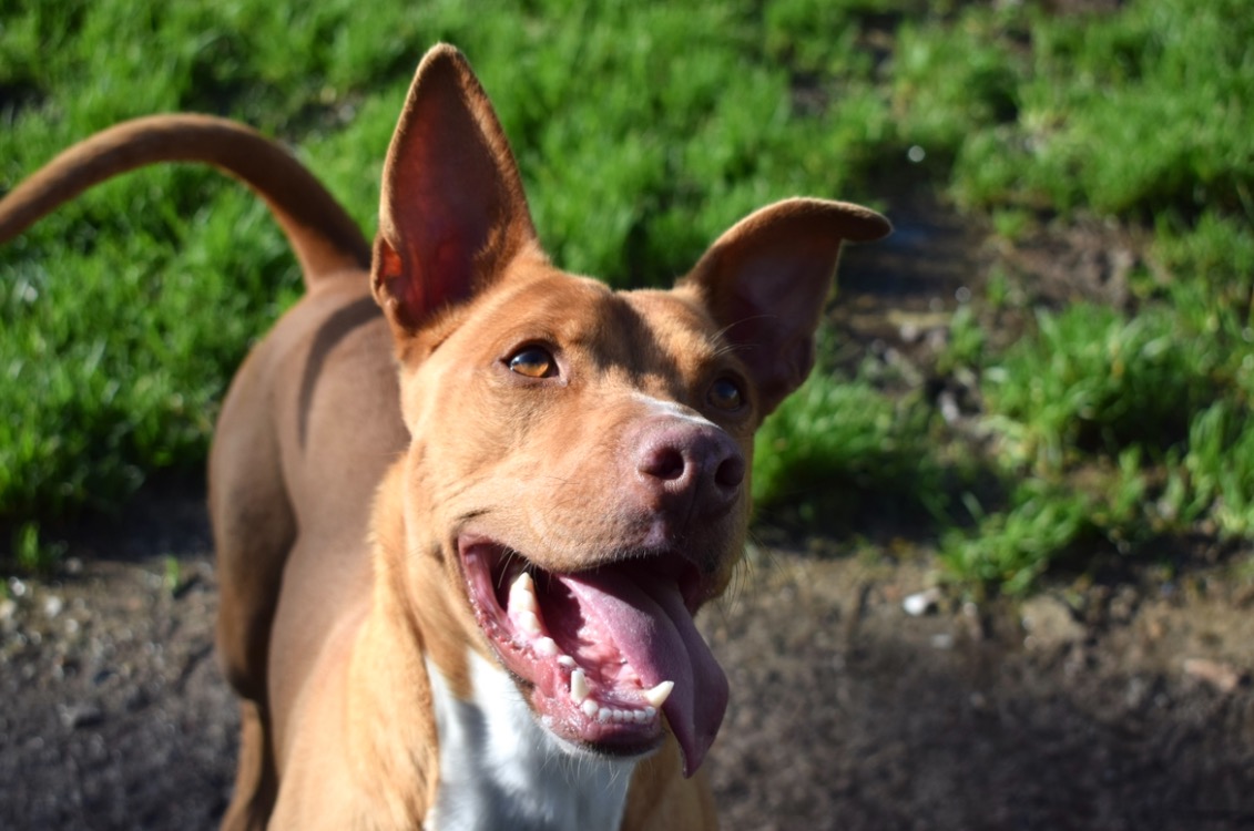 Adopter UNIX, Chien - La SPA - Refuge de Pornic – Saint-Père en Retz