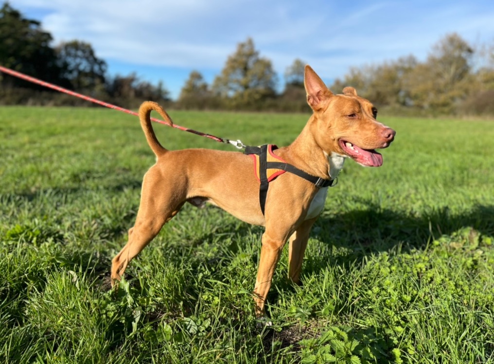 Adopter UNIX, Chien - La SPA - Refuge de Pornic – Saint-Père en Retz