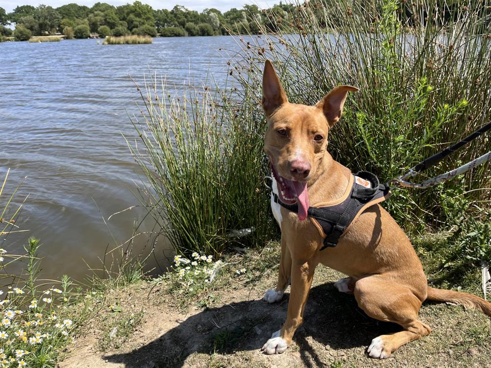 Adopter UNIX, Chien - La SPA - Refuge de Pornic – Saint-Père en Retz