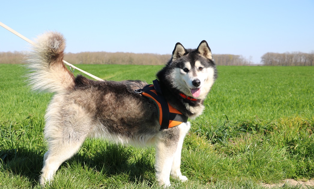 Adopter un husky à la SPA - LA SPA