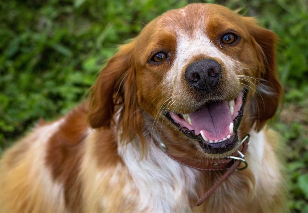 Adopter un Épagneul Breton - LA SPA