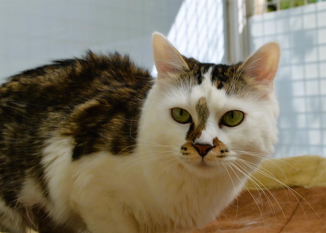 Refuge SPA de Compiègne – 60 – Oise – Adoption