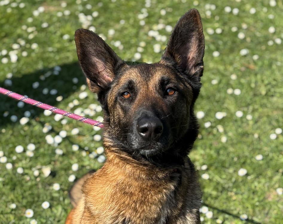 Refuge SPA de Compiègne – 60 – Oise – Adoption