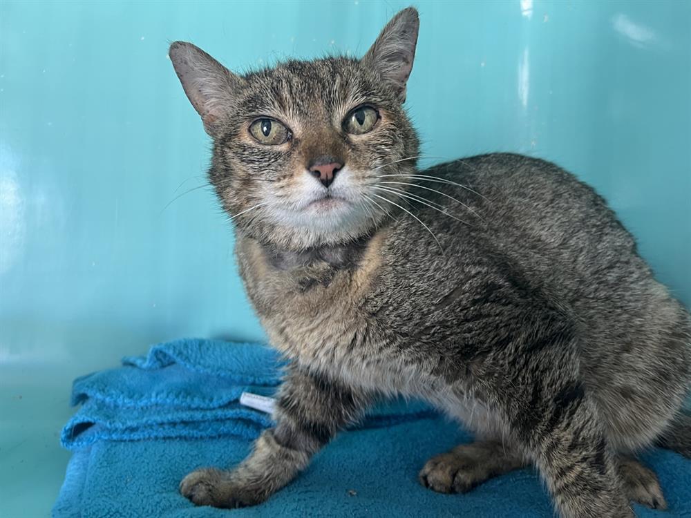 Adoption animaux (chien, chat, cheval, lapin, hamster) - Refuges