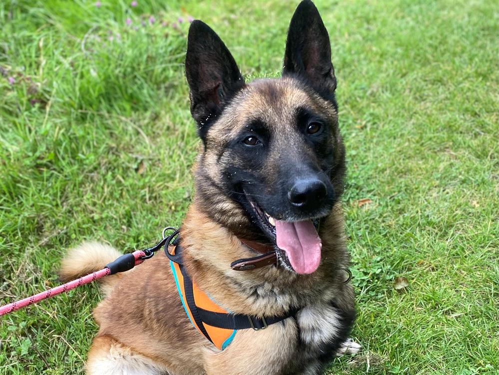 Refuge SPA de Compiègne – 60 – Oise – Adoption