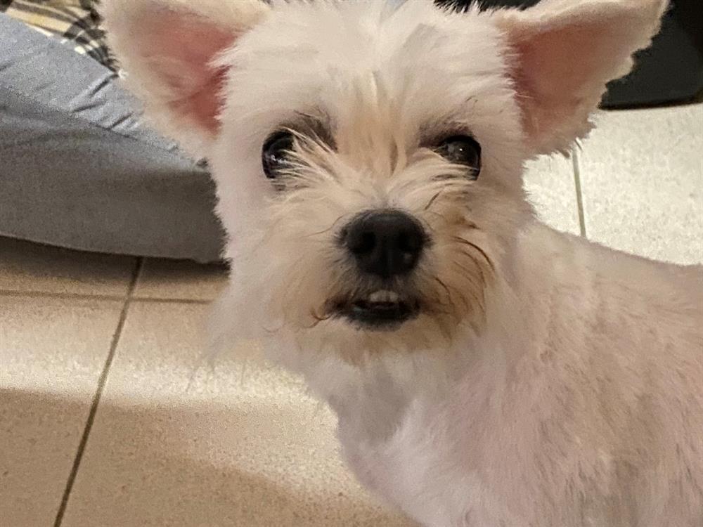 Bichon à adopter à la SPA