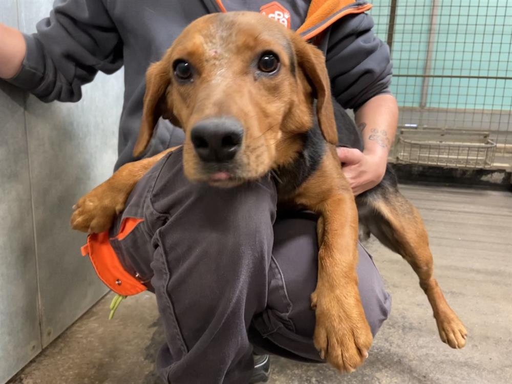 Adopter un Beagle - LA SPA