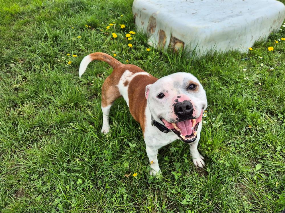 Adopter un Staffordshire Bull Terrier - LA SPA