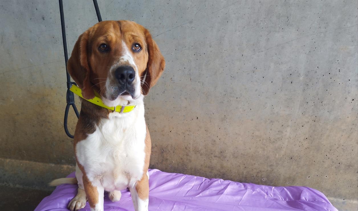Adopter un Beagle - LA SPA