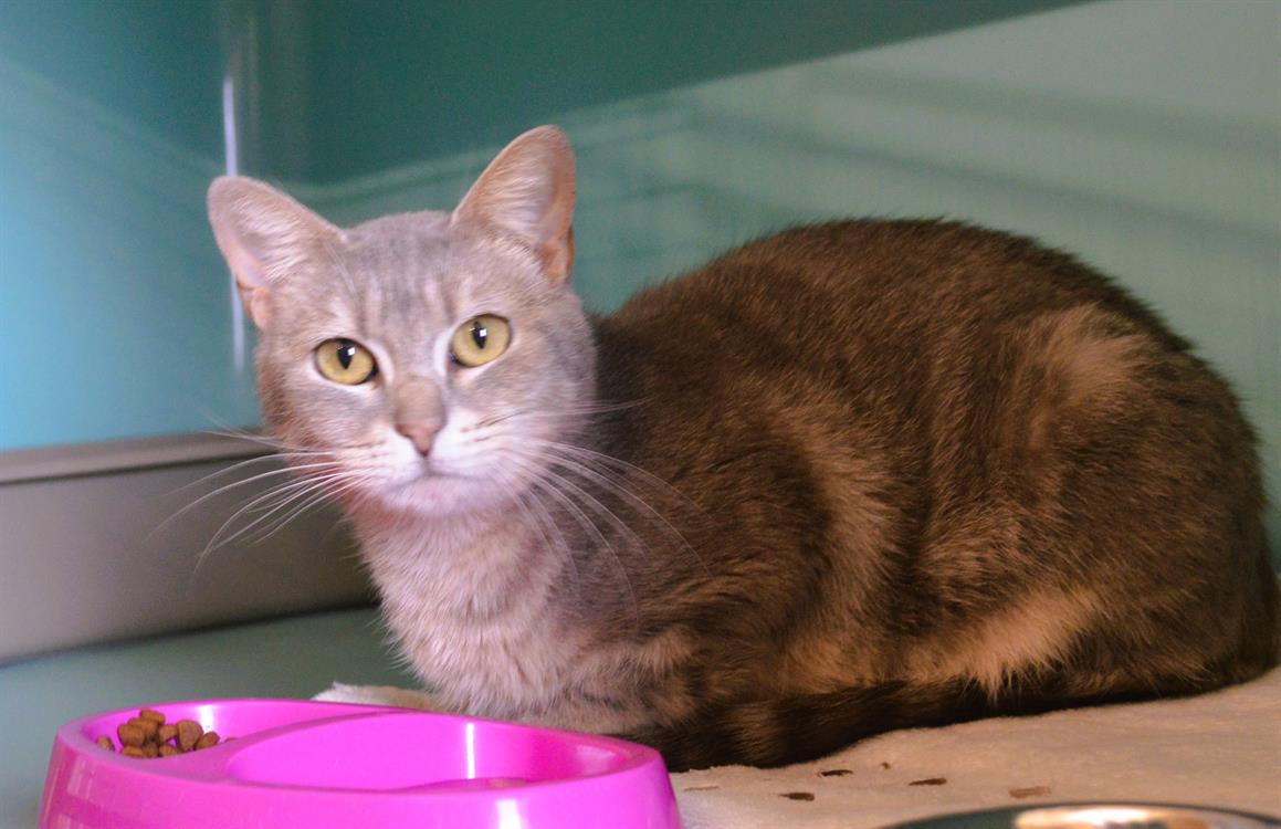 Refuge SPA de Compiègne – 60 – Oise – Adoption