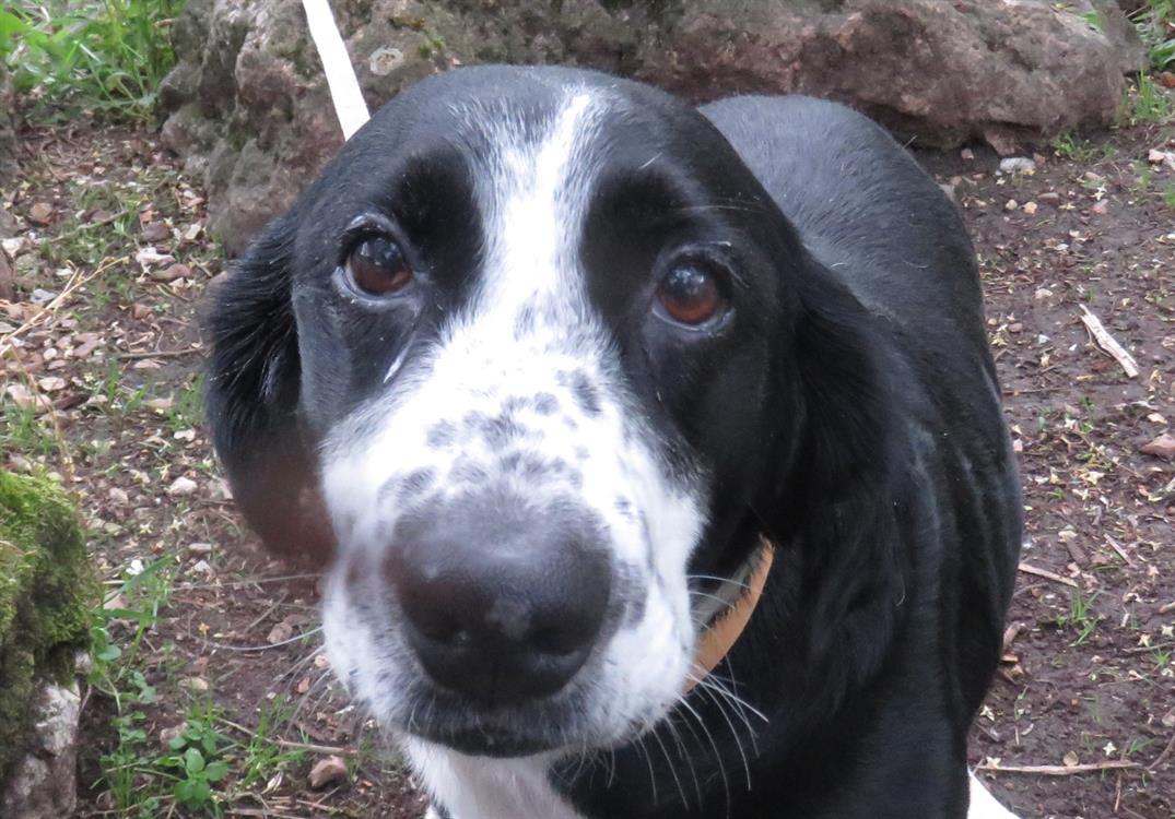 Refuge SPA de Luynes - Tours – 37 –Indre-et-Loire – Adoption