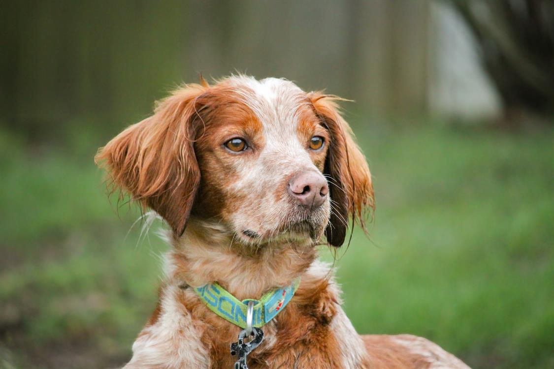Adopter un Épagneul Breton - LA SPA