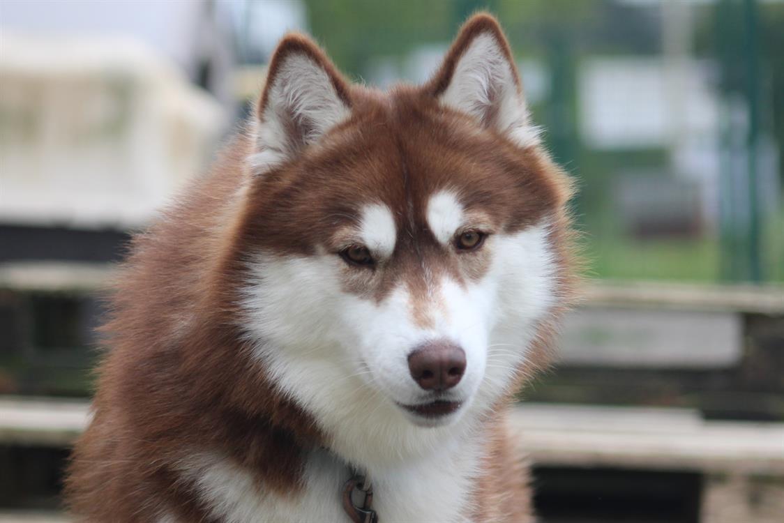 Adopter un husky à la SPA - LA SPA