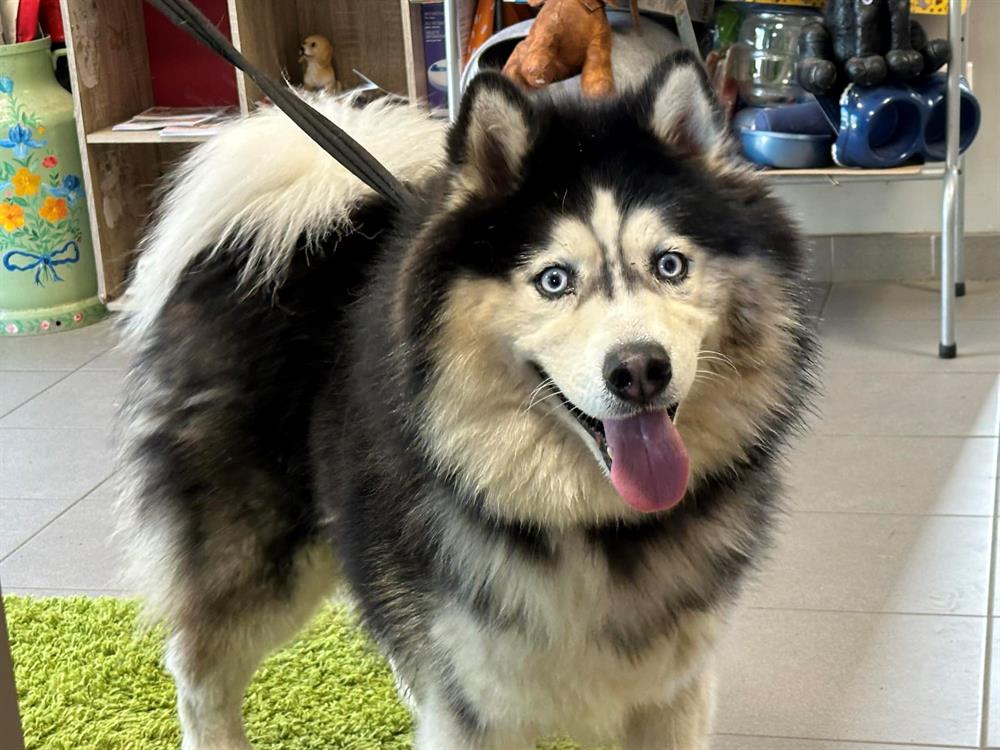 Adopter un Spitz - LA SPA