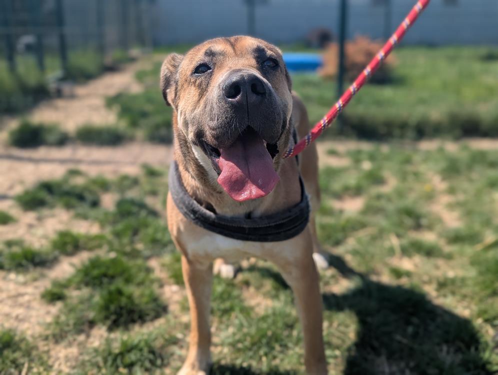 Adopter un Cane corso - LA SPA