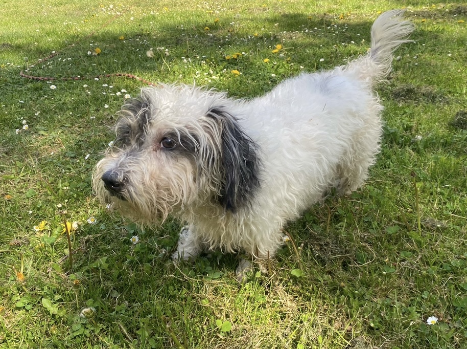 Bichon à adopter à la SPA
