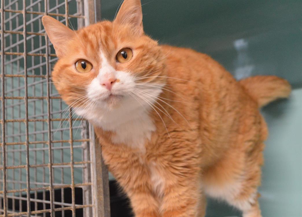 Refuge SPA de Compiègne – 60 – Oise – Adoption