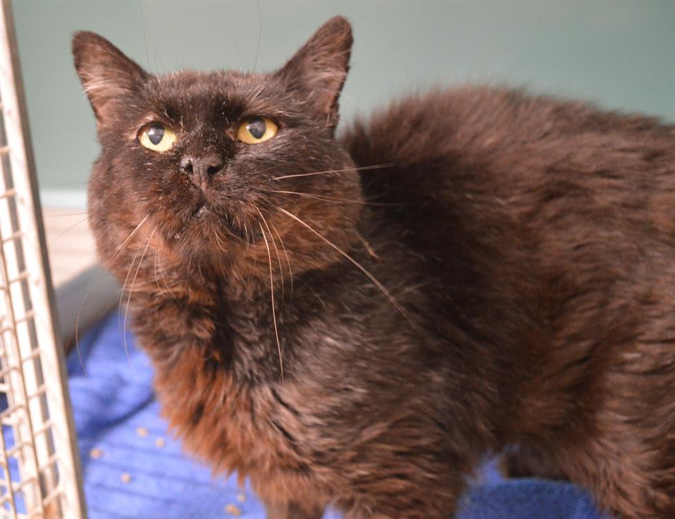 Refuge SPA de Compiègne – 60 – Oise – Adoption