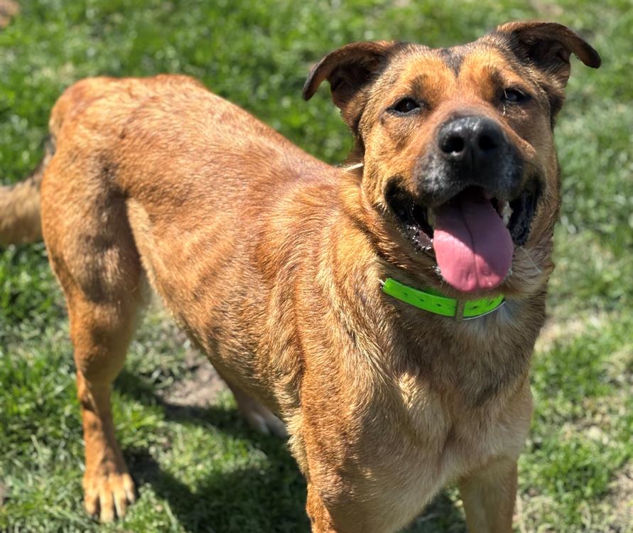 Refuge SPA de Compiègne – 60 – Oise – Adoption