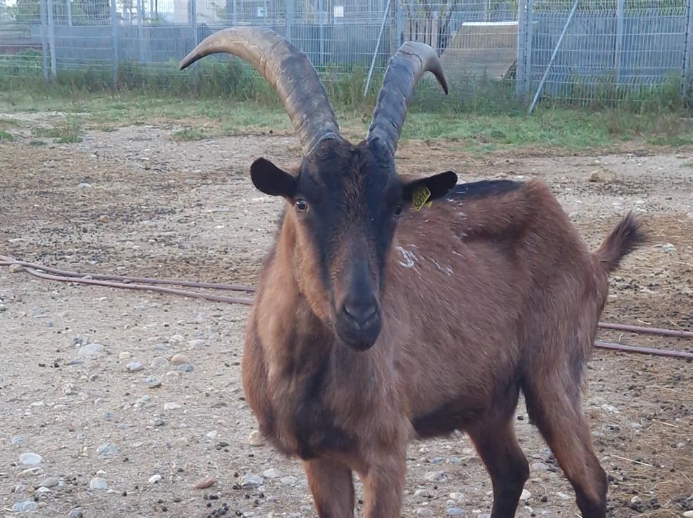 Adopter Merix, Caprin - La SPA - Refuge de Perpignan