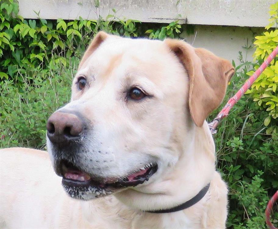 Adopter un Labrador - LA SPA