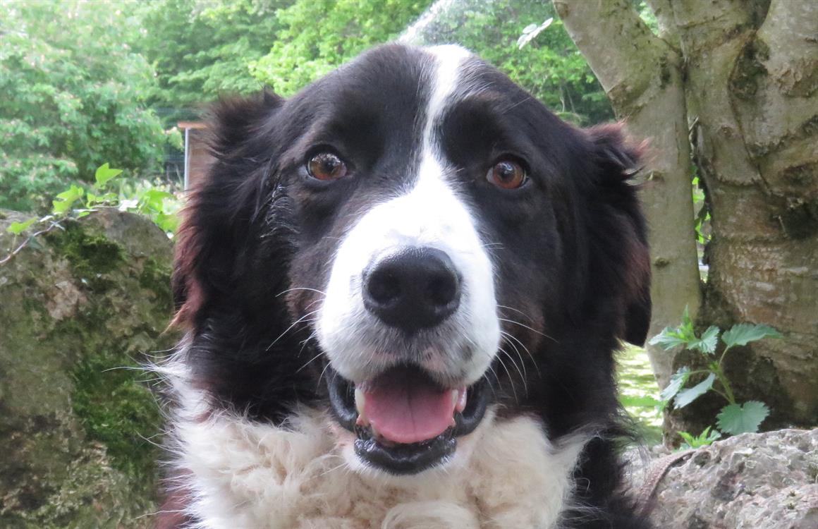 Refuge SPA de Luynes - Tours – 37 –Indre-et-Loire – Adoption