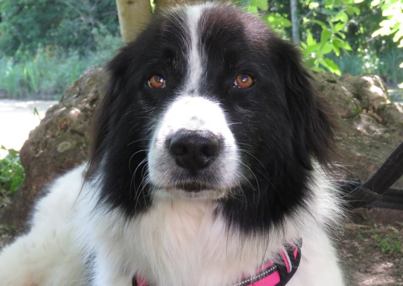 Refuge SPA de Luynes - Tours – 37 –Indre-et-Loire – Adoption