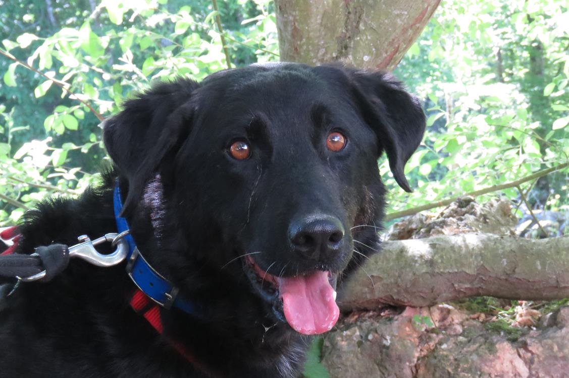 Refuge SPA de Luynes - Tours – 37 –Indre-et-Loire – Adoption