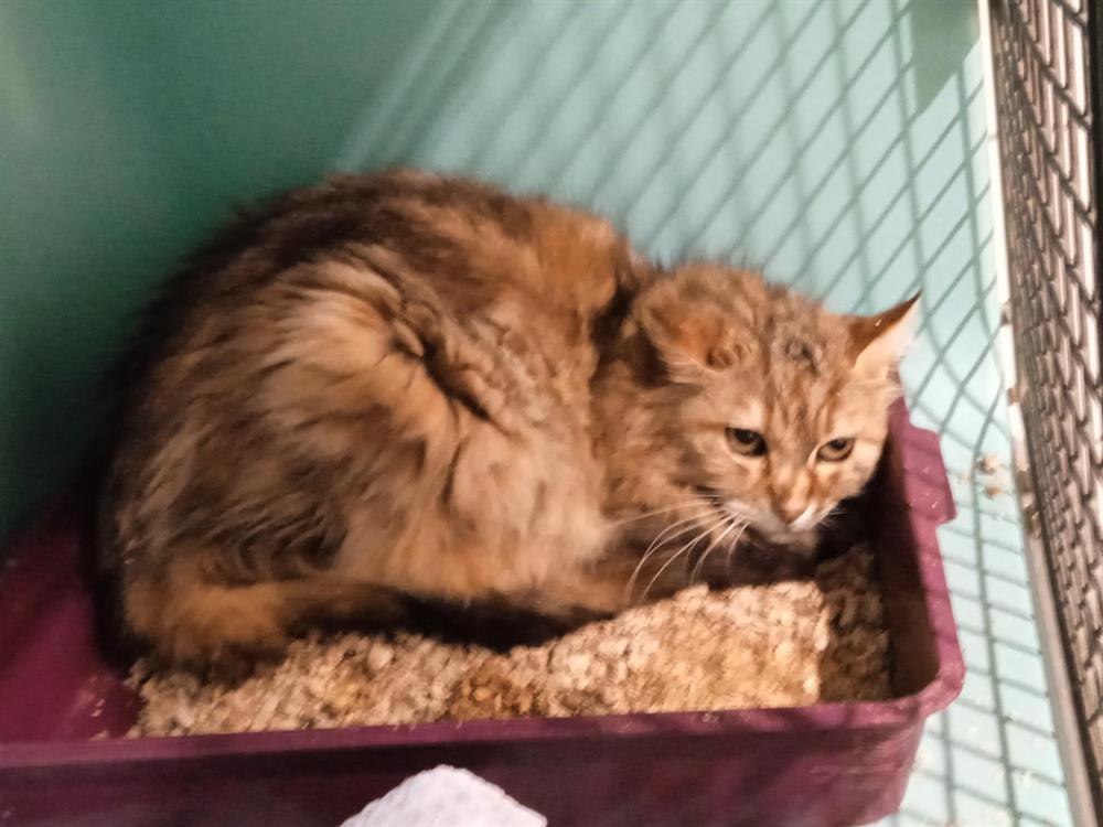 Refuge SPA de Flayosc - Draguignan – 83 – Var – Adoption