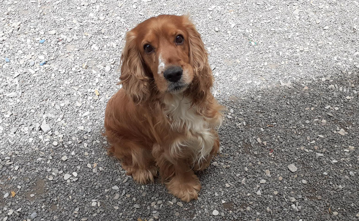 Adopter un Cocker anglais - LA SPA