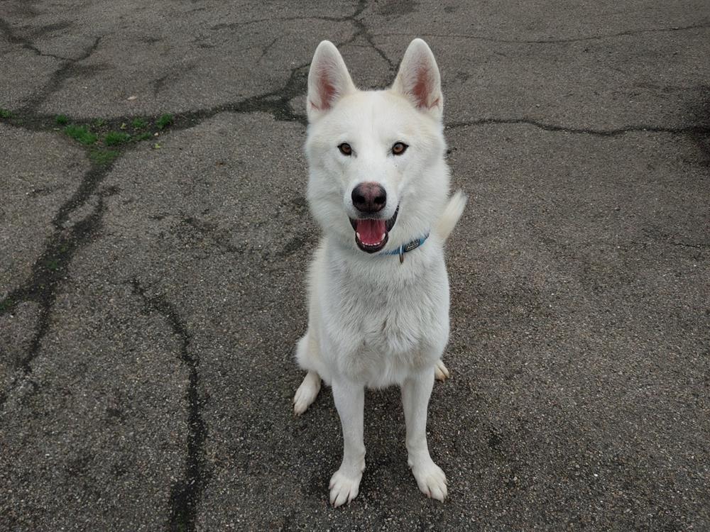 Adopter un husky à la SPA - LA SPA