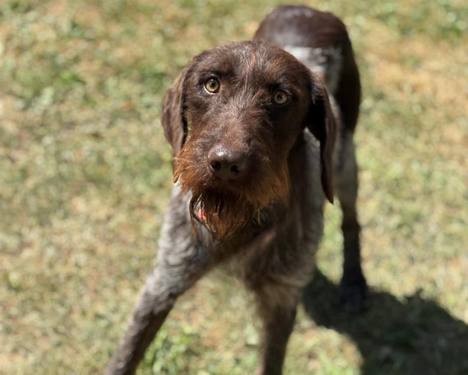 Refuge SPA de Compiègne – 60 – Oise – Adoption