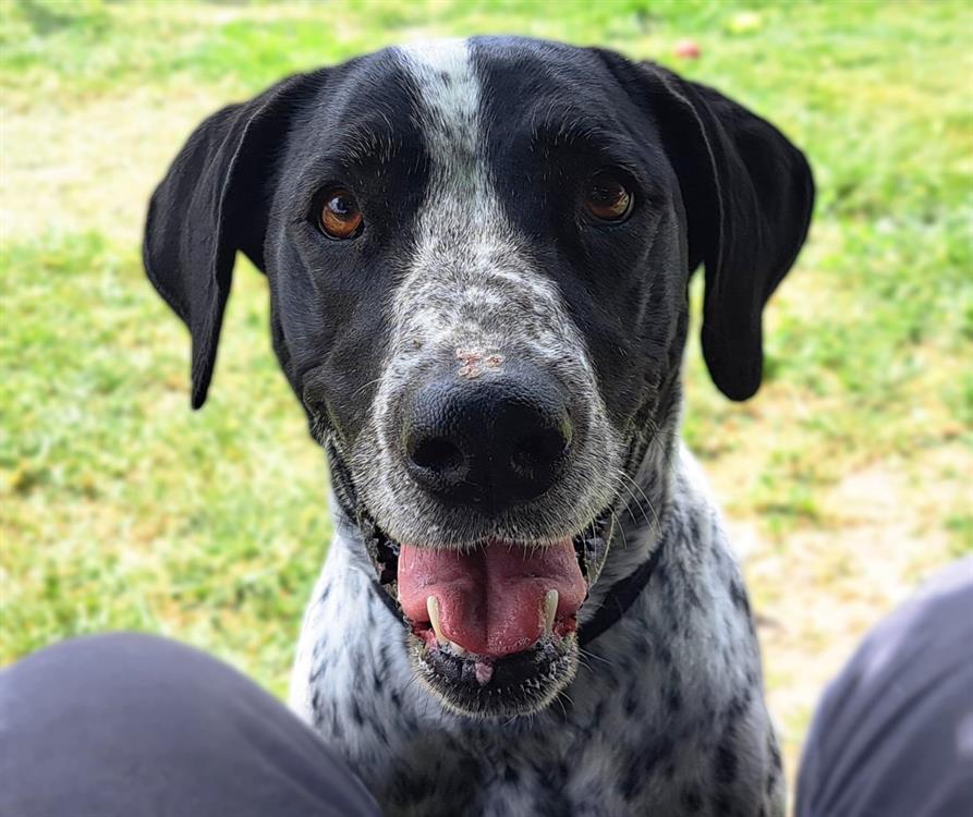 Adopter un Dalmatien - LA SPA